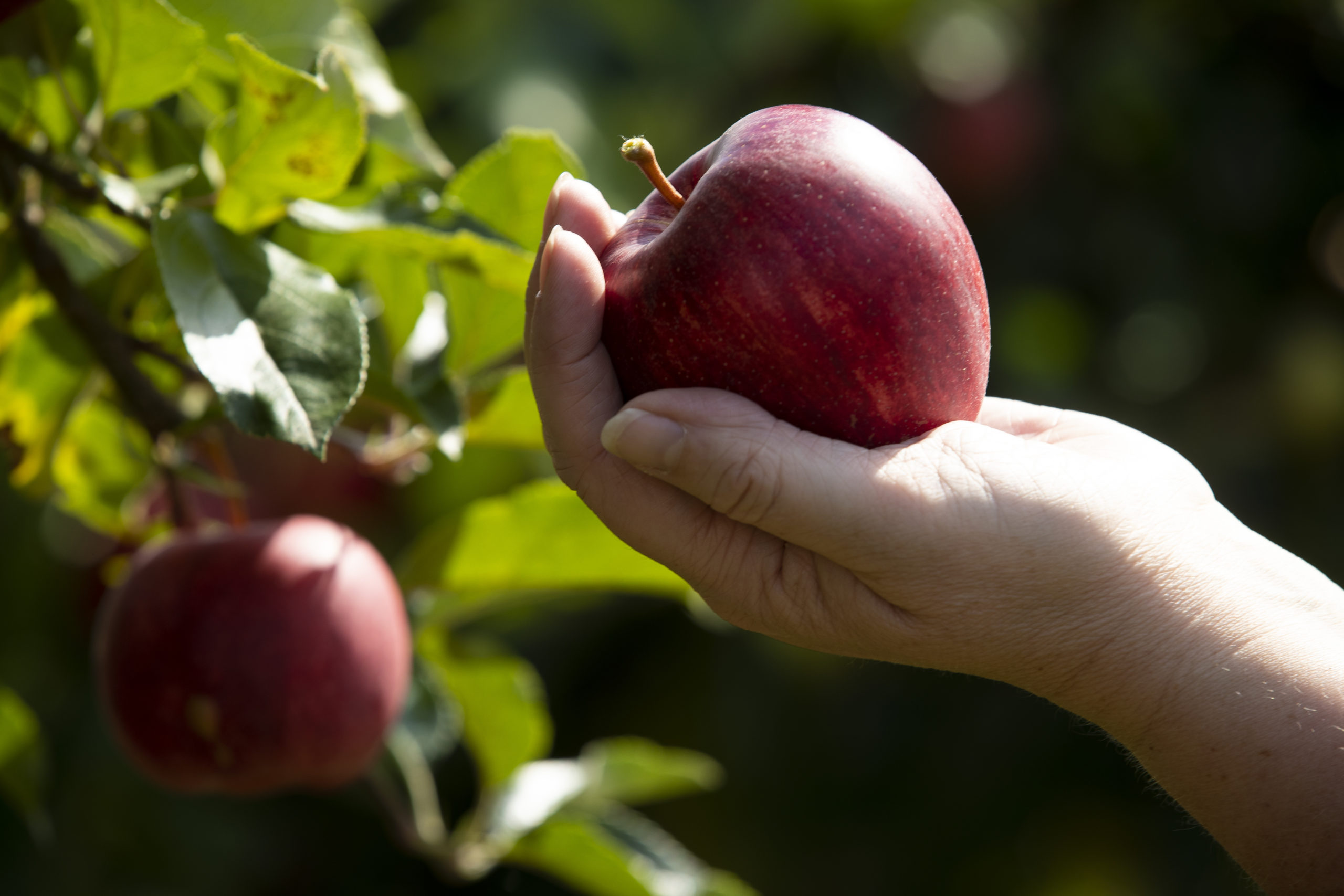 British Apples and Pears Images