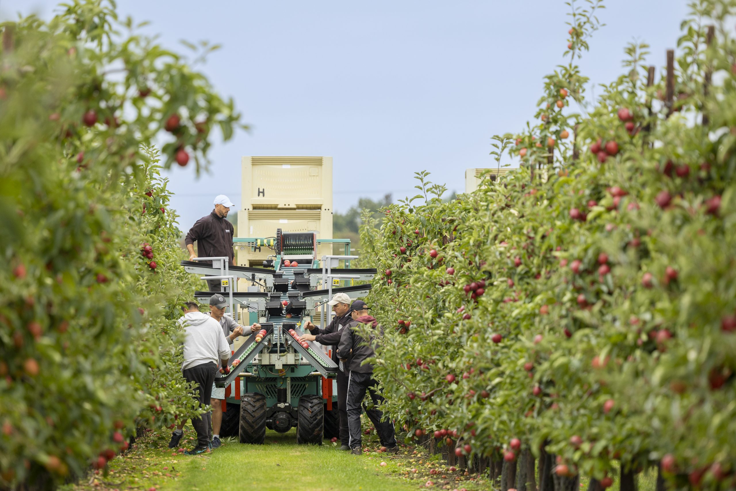 British Apples and Pears Images