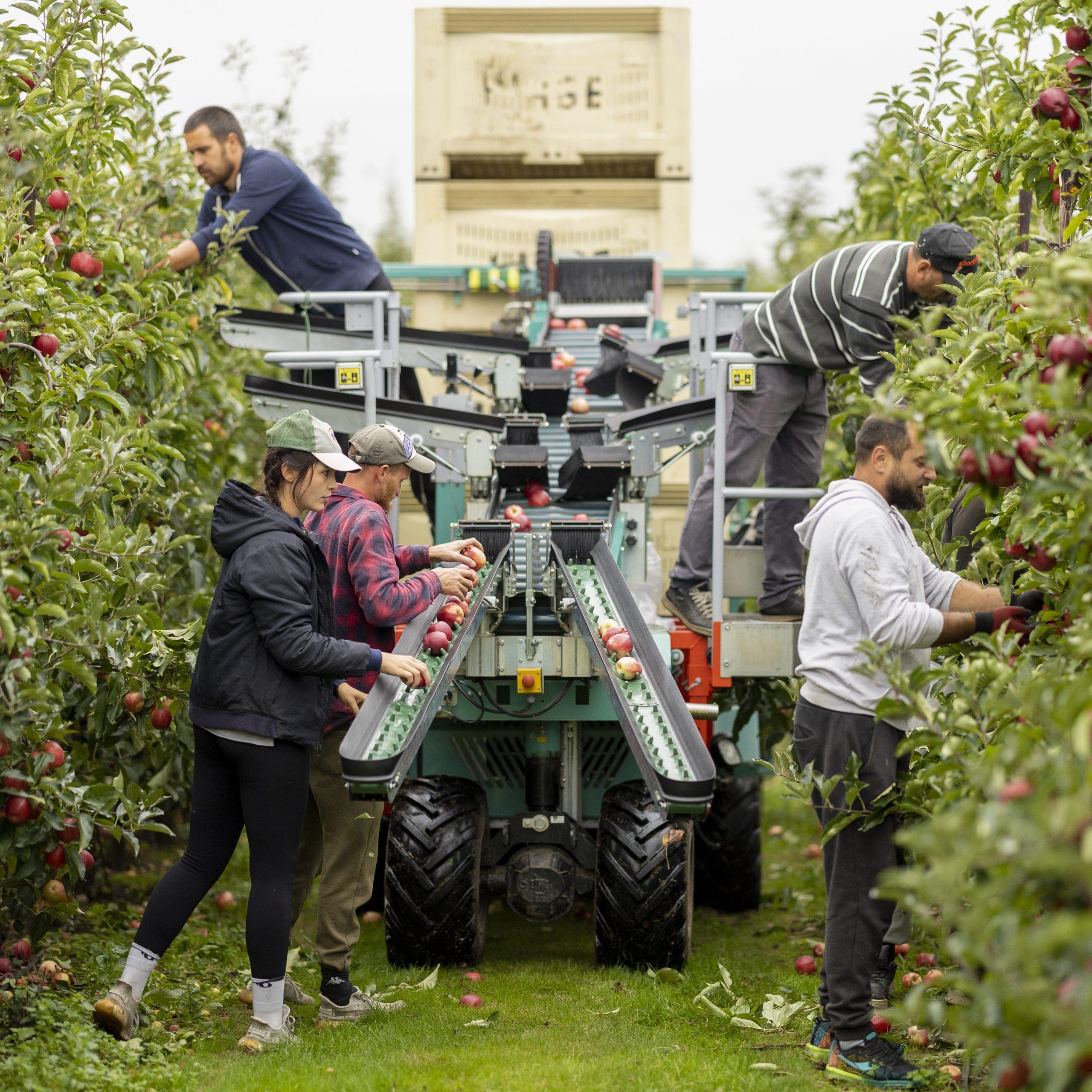 British Apples and Pears Images